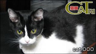 CoTri 番外編 「CaTri -猫賛-」 cat.000 「猫社長」:ジャパン・コンテンツ・トリビュート : ことりチャンネル（ジャパン ...