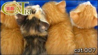 CoTri 番外編 「CaTri -猫賛-」 cat.007「猫の稲荷さま？」:ジャパン・コンテンツ・トリビュート:ことりチャンネル（ジャパン ...