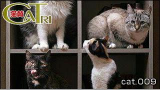 CoTri 番外編 「CaTri -猫賛-」 cat.009「猫棚」:ジャパン・コンテンツ・トリビュート:ことりチャンネル（ジャパン ...