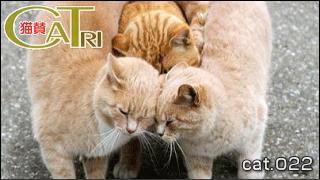 CoTri 番外編 「CaTri -猫賛-」 cat.022「猫のセカイの三角関係？」 : ジャパン・コンテンツ・トリビュート : ことり ...