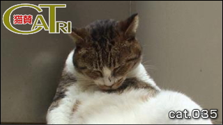 CoTri 番外編 「CaTri -猫賛-」 cat.035「猫の世界の酔っ払い？」:ジャパン・コンテンツ・トリビュート : ことりチャンネル ...