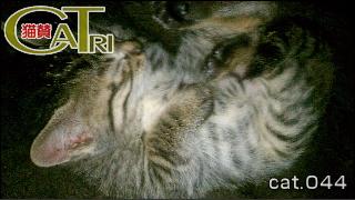 CoTri 番外編 「CaTri -猫賛-」 cat.044「猫の役員会（笑）」:ジャパン・コンテンツ・トリビュート:ことりチャンネル ...