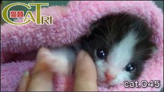 CoTri 番外編 「CaTri -猫賛-」 cat.045「仔猫はセイギっ！」:ジャパン・コンテンツ・トリビュート:ことりチャンネル ...