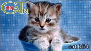 CoTri 番外編 「CaTri -猫賛-」 cat.054「入ってるネ！」:ジャパン・コンテンツ・トリビュート:ことりチャンネル（ジャパン ...