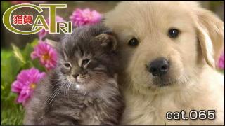 CoTri 番外編 「CaTri -猫賛-」 cat.065「汝の隣人を愛せよ、と。」:ジャパン・コンテンツ・トリビュート:ことりチャンネル ...