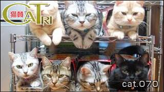 CoTri 番外編 「CaTri -猫賛-」 cat.070「猫タワー！？」 : ジャパン・コンテンツ・トリビュート : ことりチャンネル ...