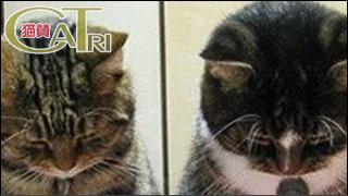 CoTri 番外編 「CaTri -猫賛-」 cat.086「ぺこり。」:ジャパン・コンテンツ・トリビュート:ことりチャンネル（ジャパン ...