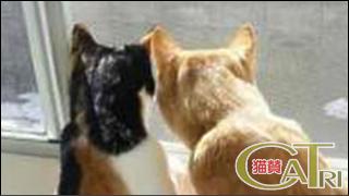 CoTri 番外編 「CaTri -猫賛-」 cat.087「窓の向こう。」:ジャパン・コンテンツ・トリビュート:ことりチャンネル（ジャパン ...