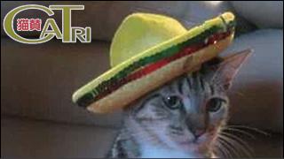 CoTri 番外編 「CaTri -猫賛-」 cat.089「春を先取りファッション。」:ジャパン・コンテンツ・トリビュート : ことり ...