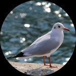 so1 station - ニコニコ