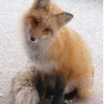 Macoto - ニコニコ